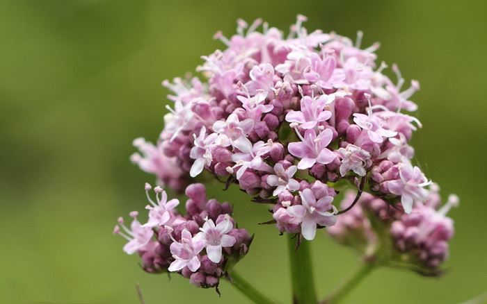 What Are The Applications Of Valeric Acid? - Herbal Extracts ...
